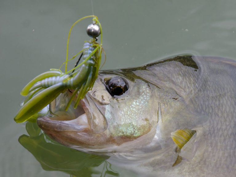 Cheburaschka: So fängst Du mit dem Chebu Rig!