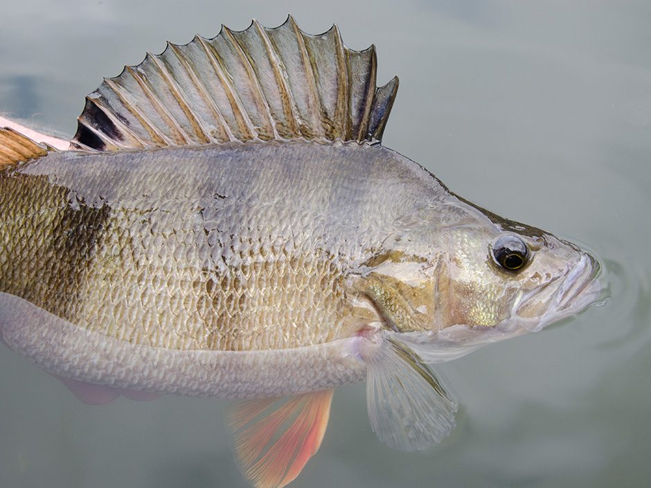 Der Flussbarsch – Fakten, Lebensweise, Alter, Fortpflanzung, Ernähung ...